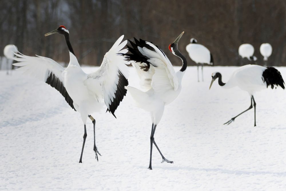 Tango im Schnee Foto & Bild | nature, winter, schnee Bilder auf fotocommunity