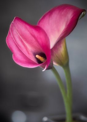 Calla Bilder & Fotos