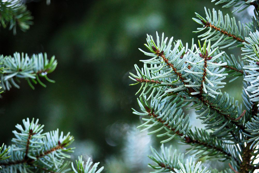Tanne Foto & Bild | jahreszeiten, winter, weihnachten Bilder auf ...