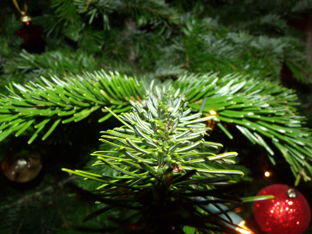 Tannenbaum Foto & Bild | pflanzen, pilze & flechten, bäume, nadelbäume ...