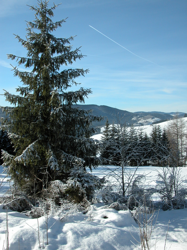Tannenbaum Foto & Bild | jahreszeiten, winter, natur Bilder auf ... Tannenbaum Foto & Bild | jahreszeiten, winter, natur Bilder auf ...
