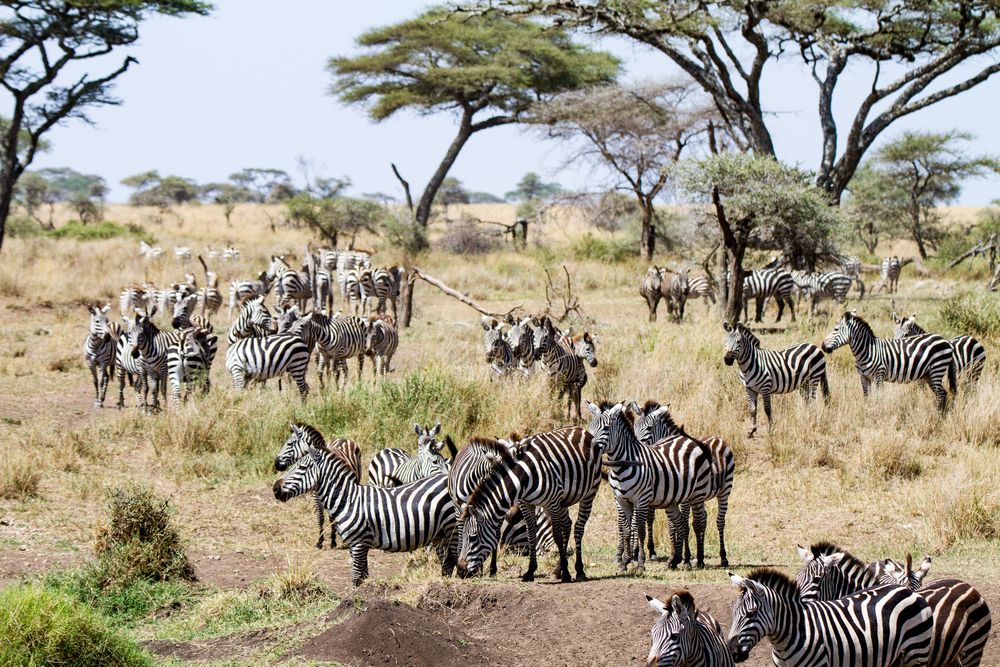 Tansania [108 ] Foto & Bild | afrika, wildlife, africa Bilder auf ...