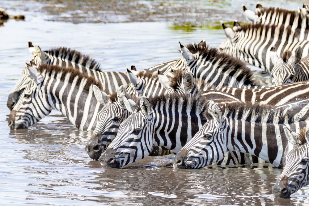 Tansania [112 ] Foto & Bild | afrika, wildlife, africa Bilder auf ...