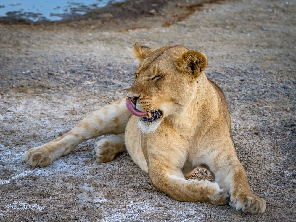 Tansania [123 ] Foto & Bild | afrika, wildlife, africa Bilder auf ...