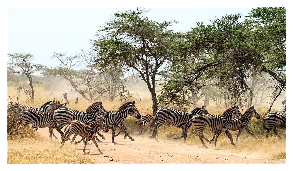 Tansania - 156 Foto & Bild | africa, eastern africa, tanzania Bilder ...