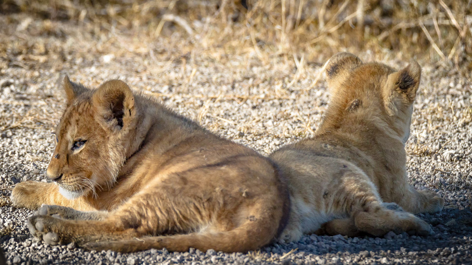 Tansania [192 Foto & Bild | afrika, africa, lions Bilder auf fotocommunity