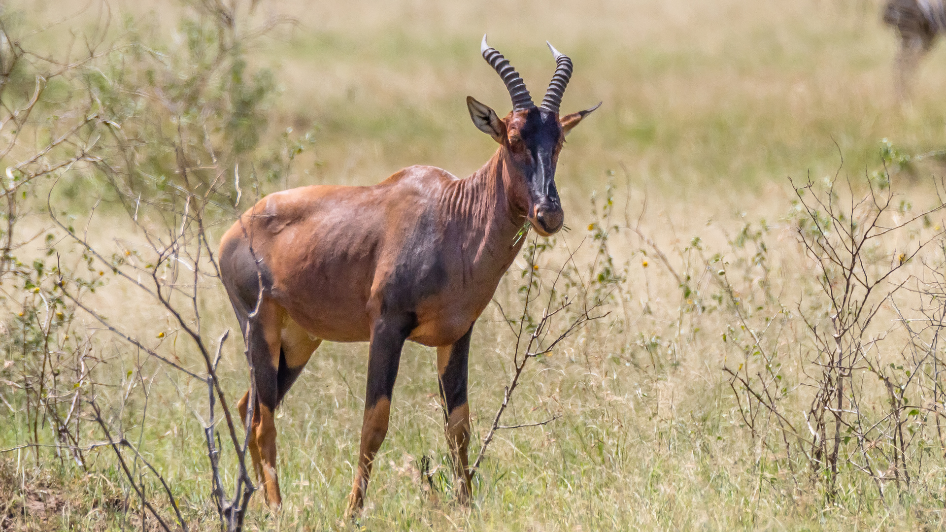 Tansania [32] Foto & Bild | africa, serengeti, ostafrika Bilder auf ...