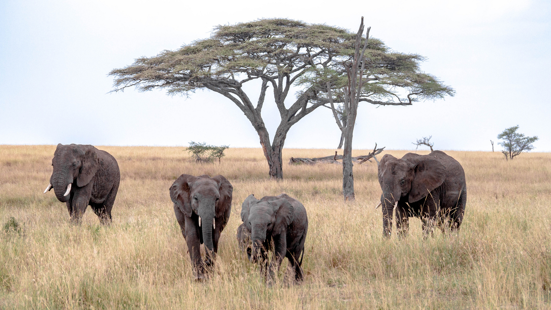 Tansania [43] Foto & Bild | afrika, wildlife, africa Bilder auf ...