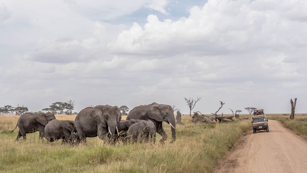 Tansania [45] Foto & Bild | afrika, wildlife, africa Bilder auf ...