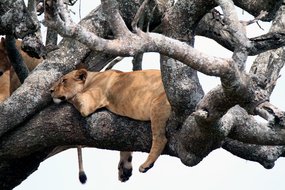 Tansania [57] Foto & Bild | afrika, wildlife, africa Bilder auf ...