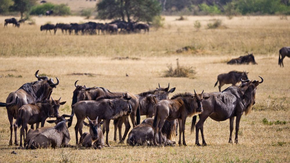 Tansania [6] Foto & Bild | africa, serengeti, ostafrika Bilder auf ...