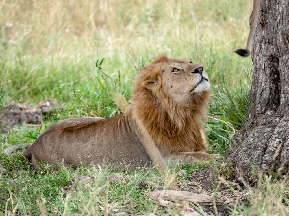 Tansania [63] Foto & Bild | afrika, wildlife, africa Bilder auf ...