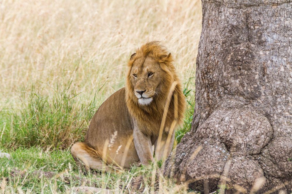 Tansania [65] Foto & Bild | afrika, wildlife, africa Bilder auf ...