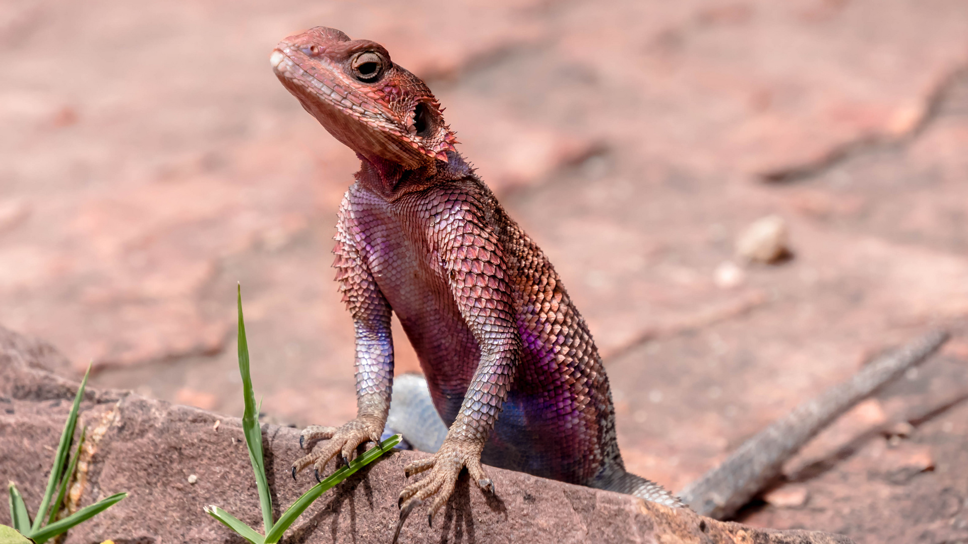 Tansania [71] Foto & Bild | afrika, wildlife, africa Bilder auf ...