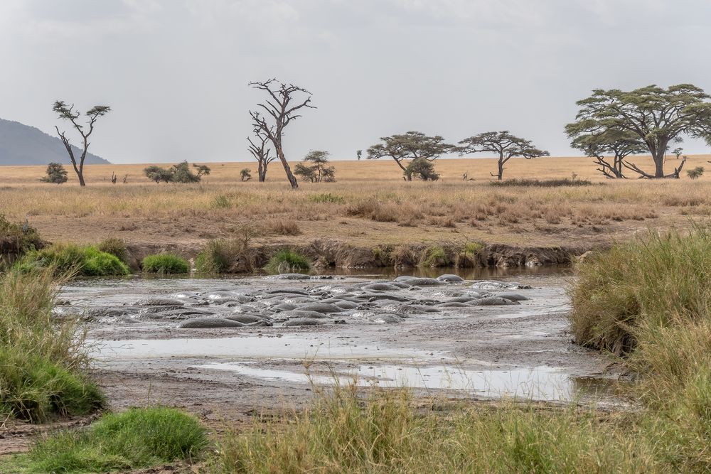 Tansania [72] Foto & Bild | afrika, wildlife, africa Bilder auf ...