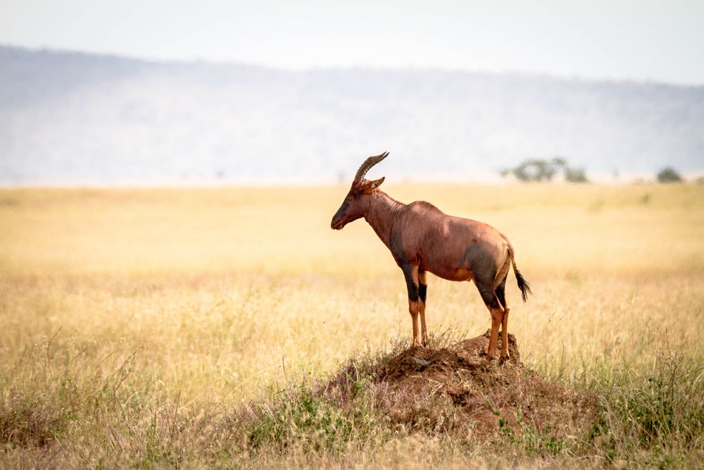Tansania [76] Foto & Bild | afrika, wildlife, africa Bilder auf ...