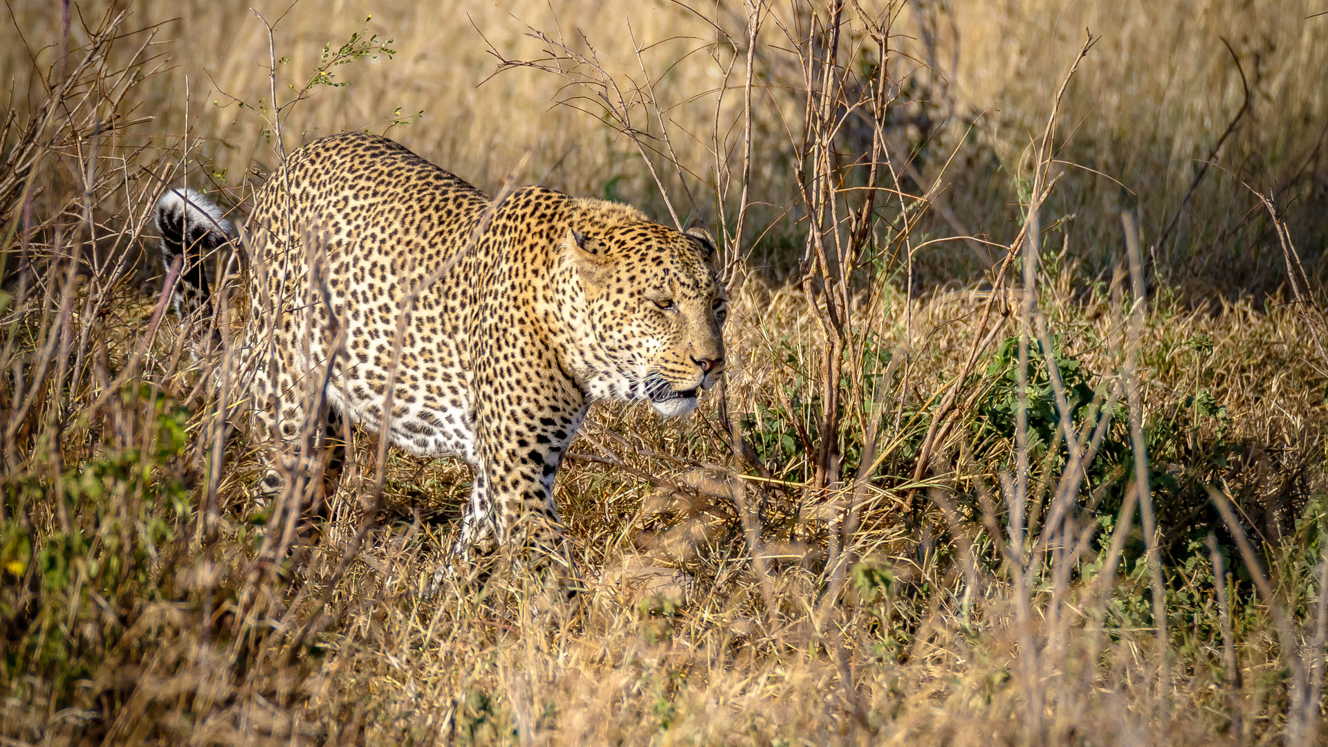 Tansania [92] Foto & Bild | world, afrika, wildlife Bilder auf ...