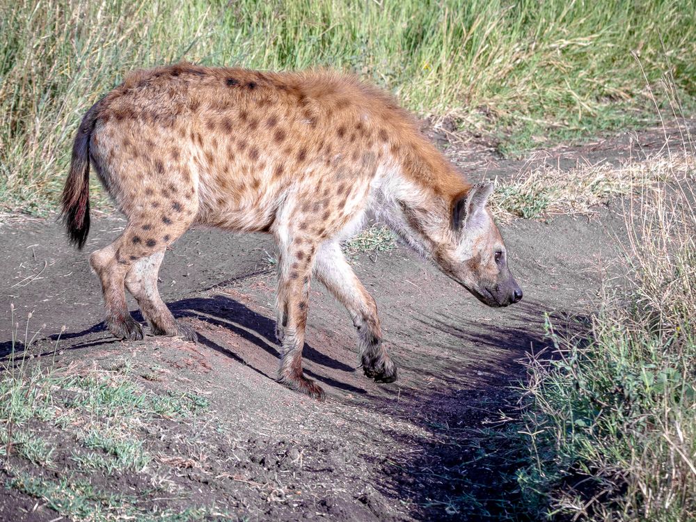 Tansania [95] Foto & Bild | afrika, wildlife, africa Bilder auf ...