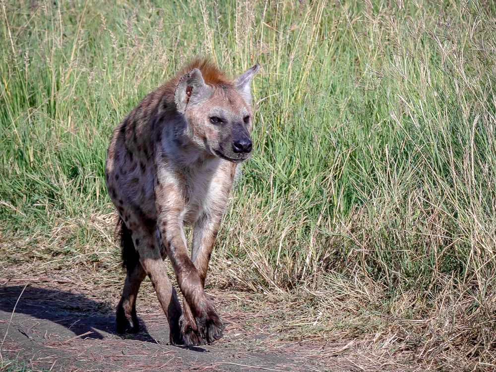 Tansania [96] Foto & Bild | afrika, wildlife, africa Bilder auf ...