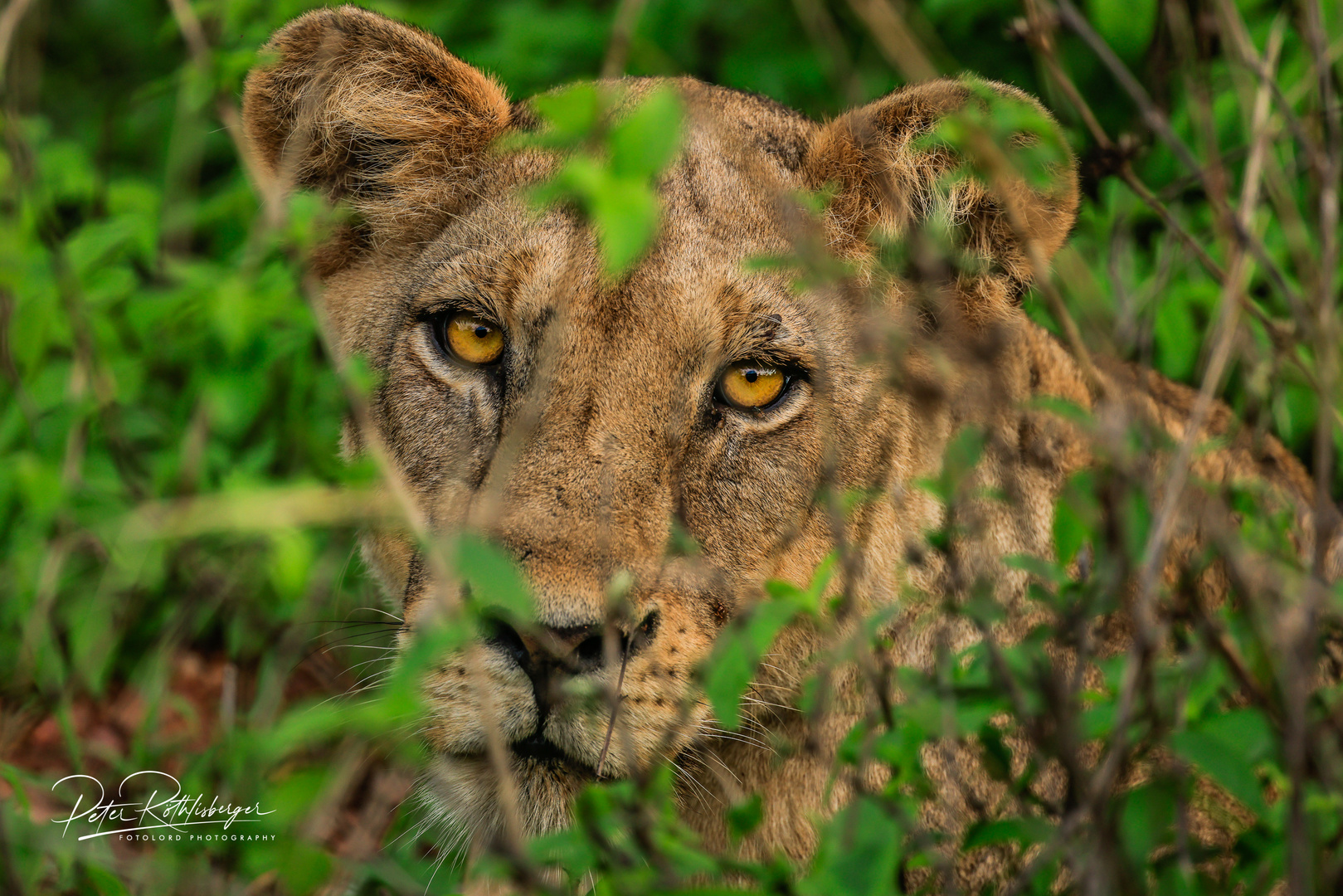 Tansania Foto & Bild | tiere, wildlife, fotos Bilder auf fotocommunity