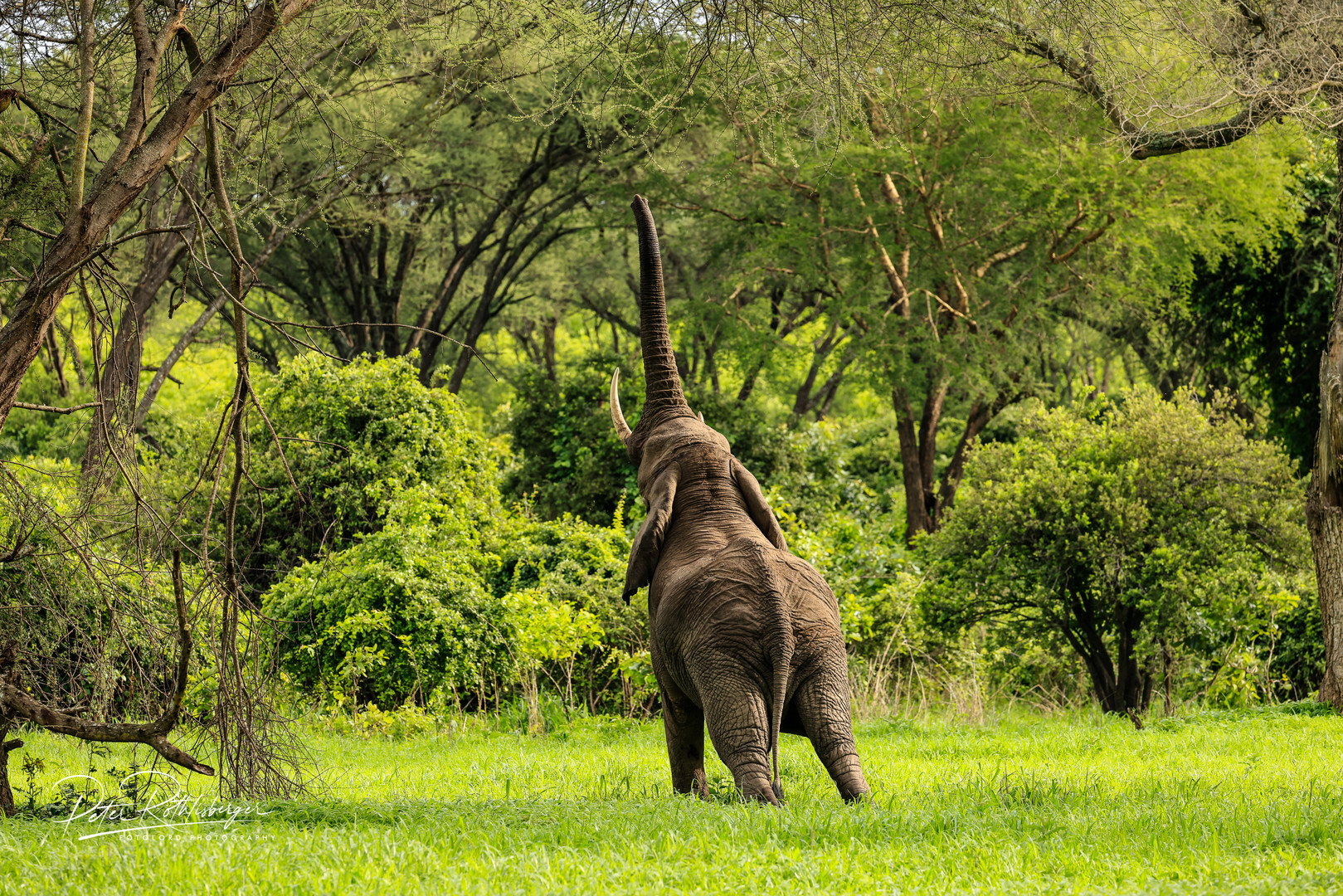 Tansania Foto & Bild | tiere, wildlife, fotos Bilder auf fotocommunity