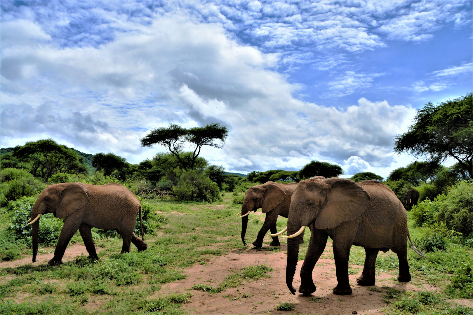 Tansania Foto & Bild | africa, eastern africa, tiere Bilder auf ...