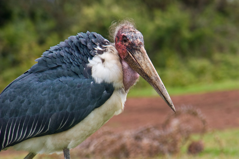 Tansania - Marabu Foto & Bild | africa, eastern africa, tanzania Bilder ...