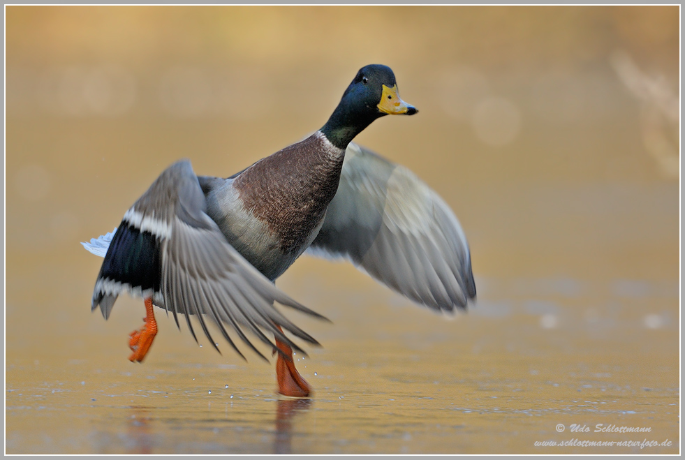 Tanz auf dem Eis Foto & Bild | tiere, wildlife, wild lebende vögel Bilder auf fotocommunity