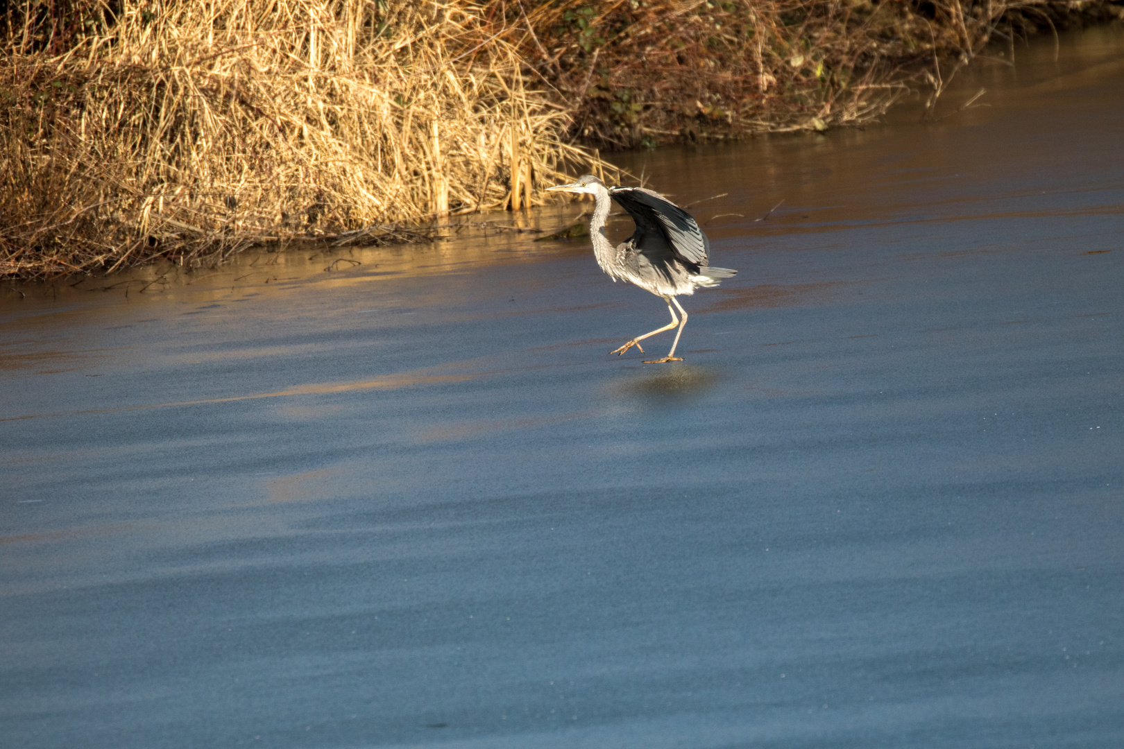 Tanz auf dem Eis Foto & Bild | tiere, wildlife, wild lebende vögel Bilder auf fotocommunity