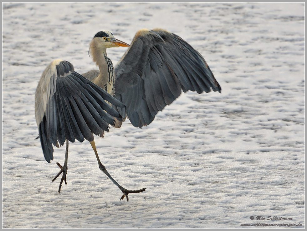 Tanz auf dem Eis Foto & Bild | tiere, wildlife, wild lebende vögel Bilder auf fotocommunity