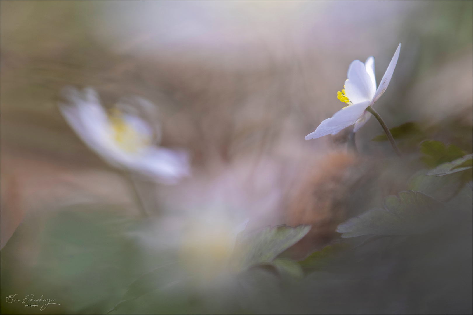 Tanz der Anemonen Foto & Bild | pflanzen, pilze & flechten, blüten- & kleinpflanzen ...