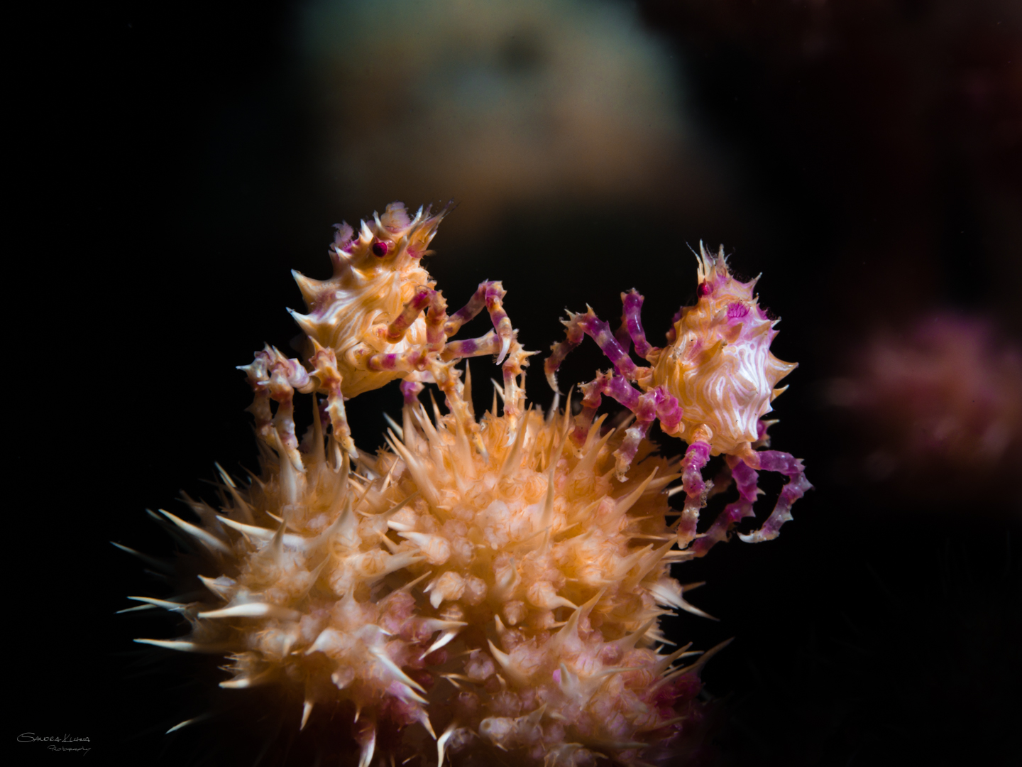 Tanz der Fakire°°° Foto & Bild | makro, orange, meer Bilder auf ...