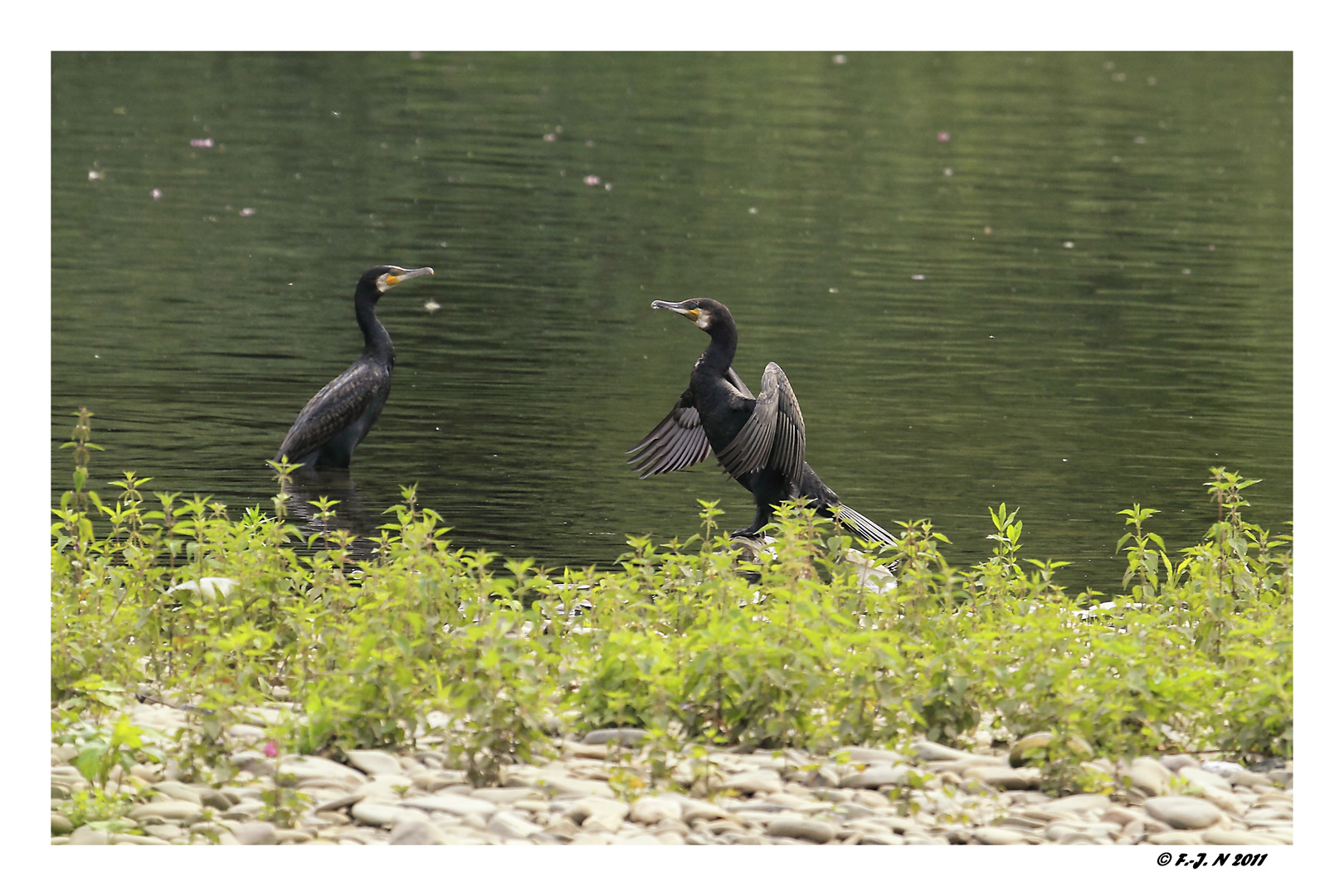 Tanz der Kormorane Foto & Bild | tiere, wildlife, wild lebende vögel ...