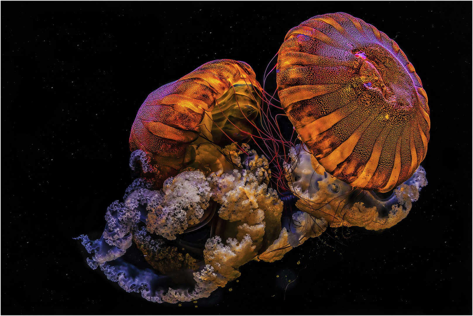 Tanz der Quallen Foto & Bild | monatswettbewerbe natur, foto des jahres ...