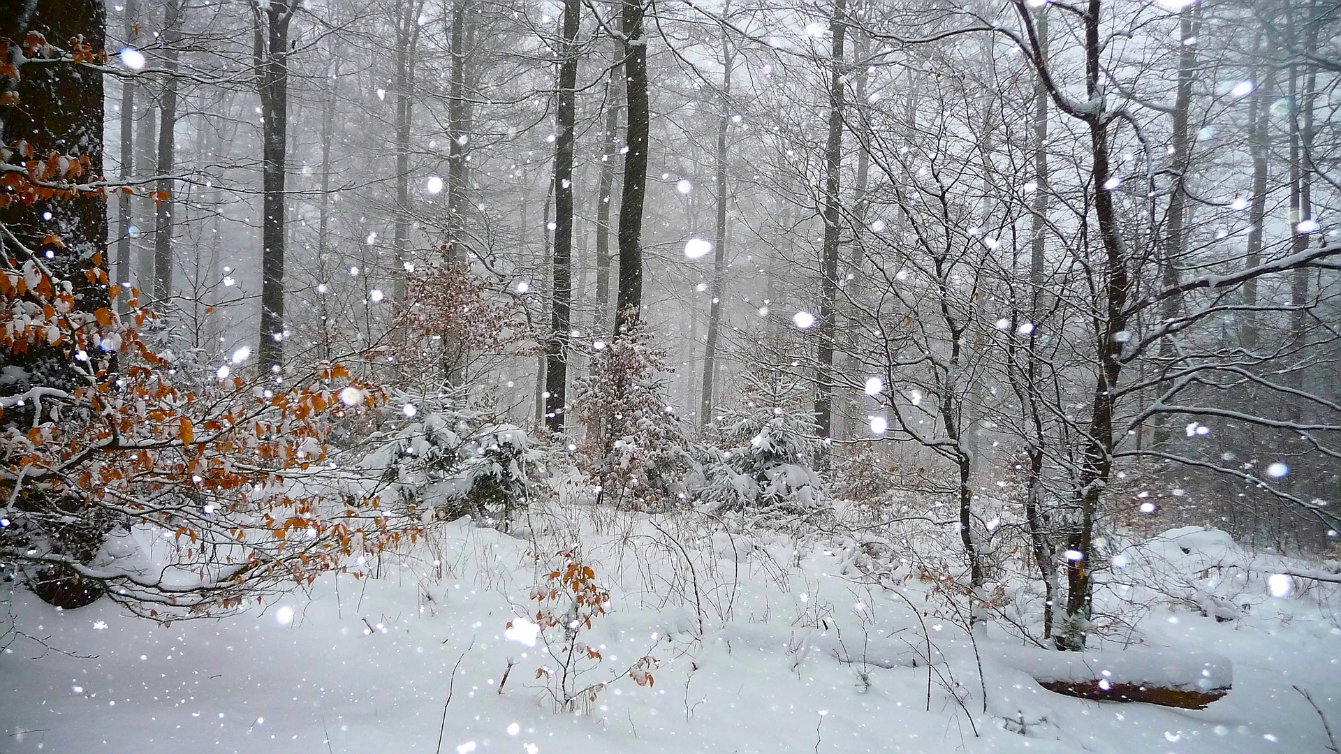 Tanz der Schneeflocken Foto & Bild | landschaft, wald, winter Bilder ...