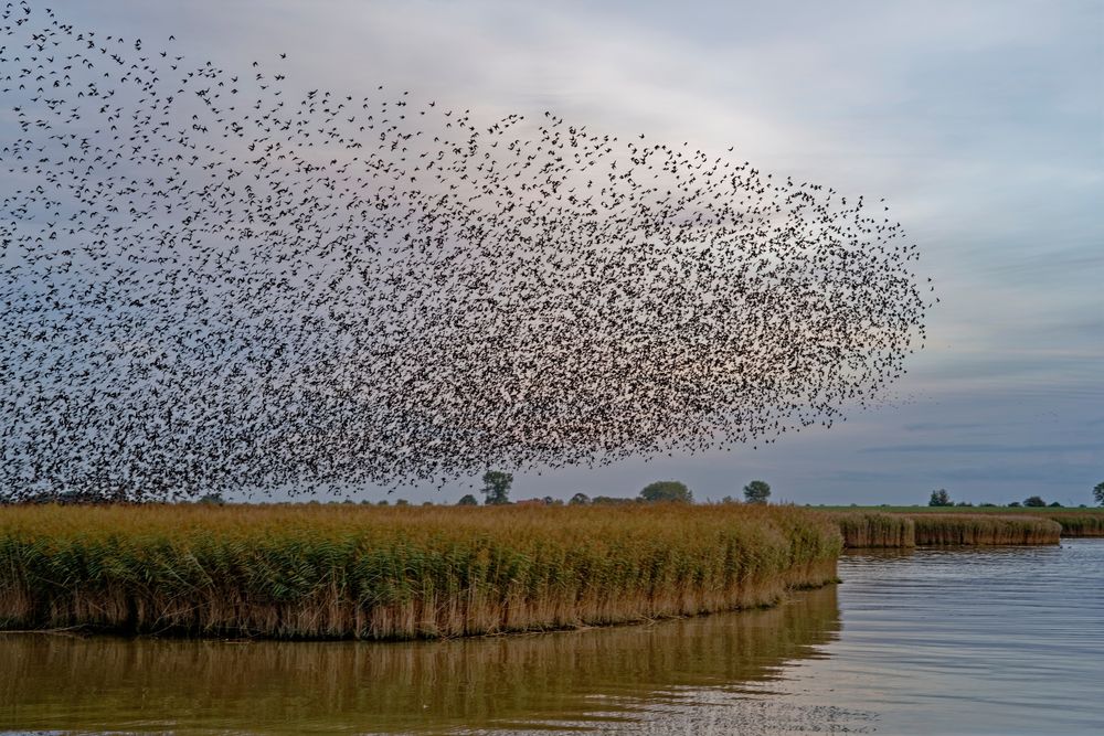 Tanz der Stare...... Foto & Bild | reportage dokumentation, tiere ...