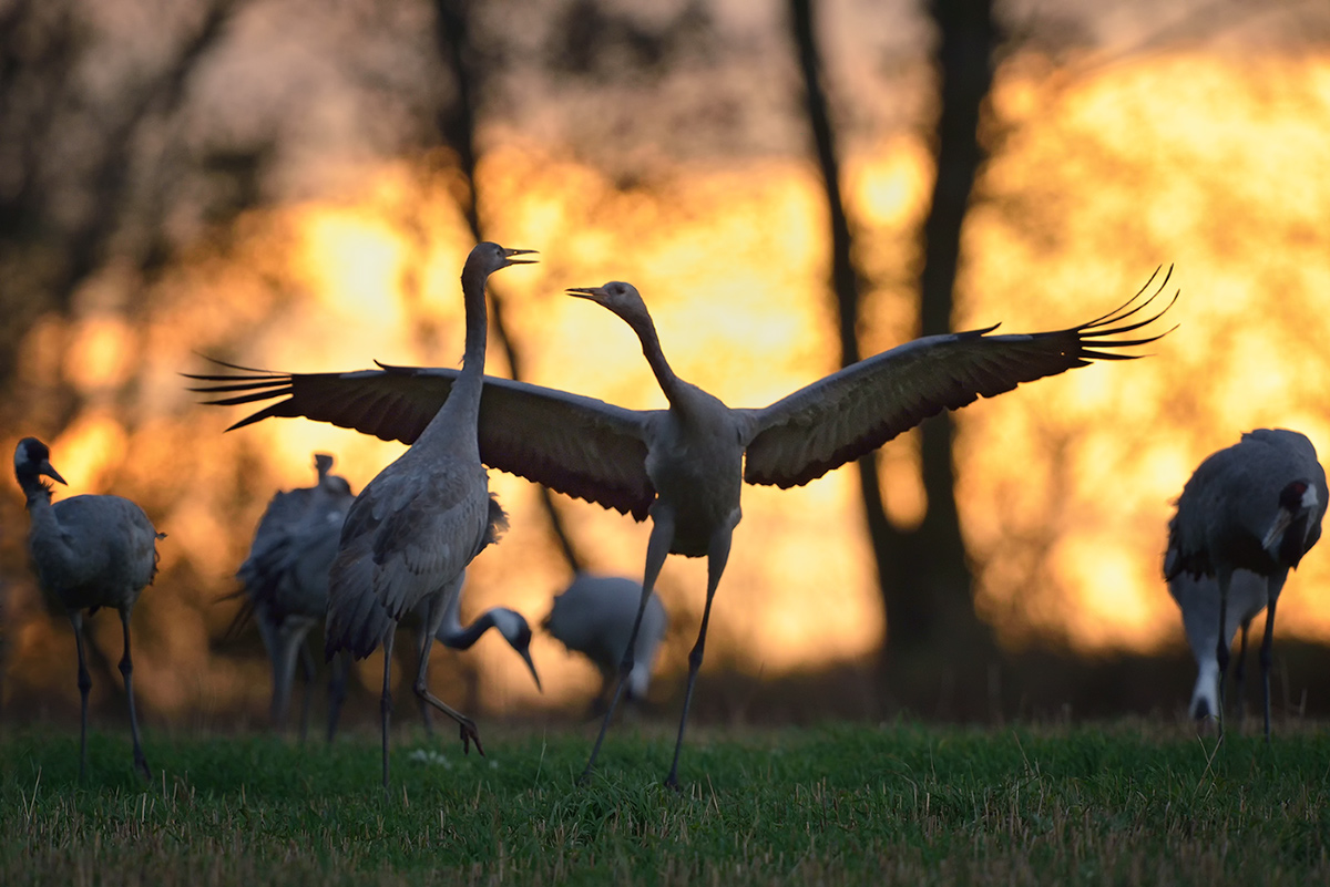 Tanz vor aufgehender Sonne Foto & Bild | tiere, wildlife, wild lebende ...