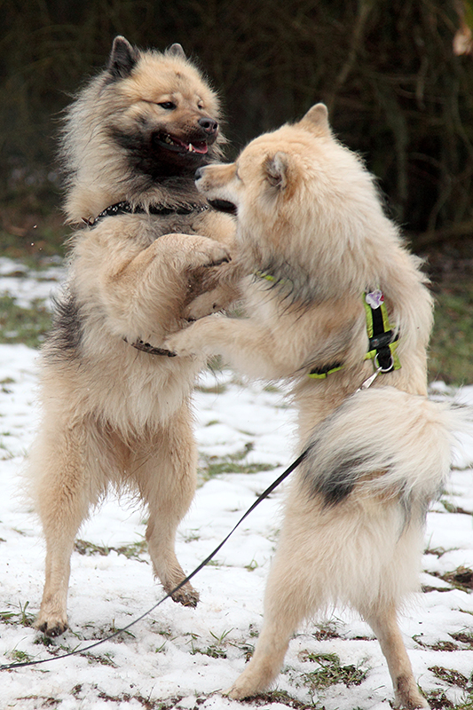 Tanzbären Foto & Bild | tiere, haustiere, hunde Bilder auf fotocommunity