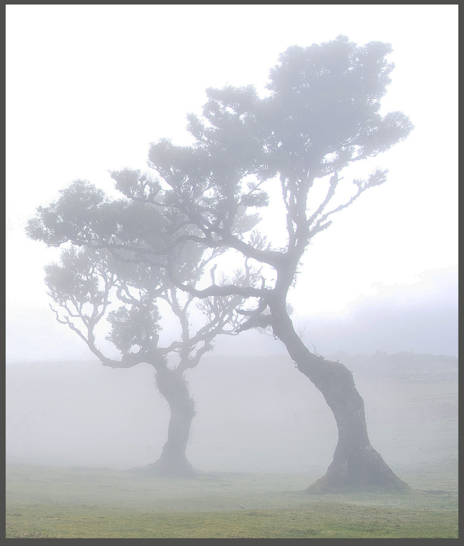 tanzende Bäume Foto & Bild | pflanzen, pilze & flechten, bäume ...