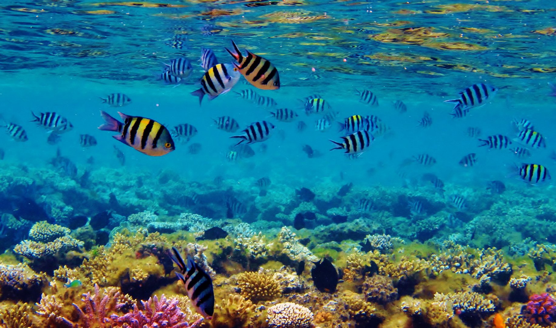 Tanzende Fische (Rotes Meer) Foto & Bild | tiere, wildlife, fische ...