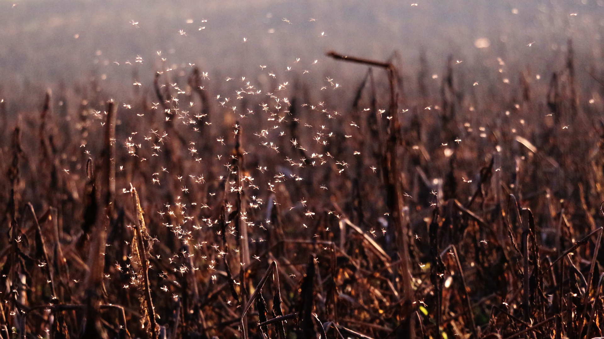 Tanzende Mücken Foto & Bild | naturereignisse, die elemente, natur ...