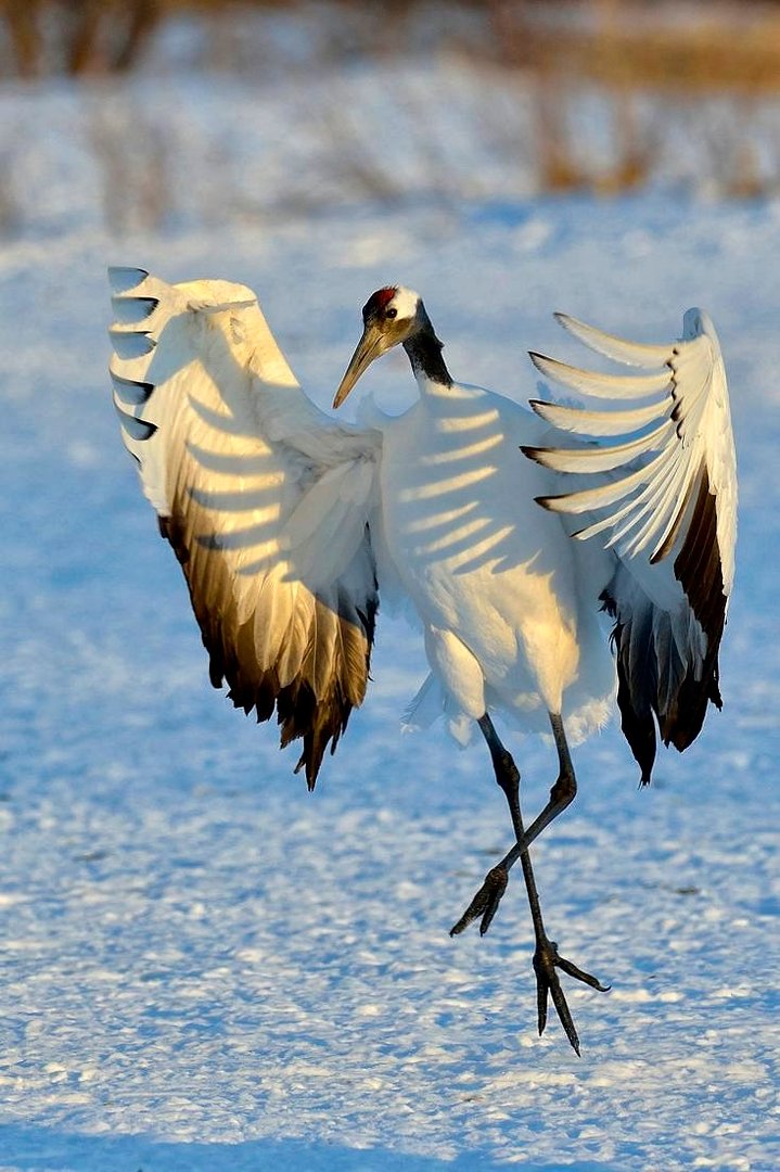Tanzender Kranich Foto & Bild | tiere, wildlife, wild lebende vögel ...