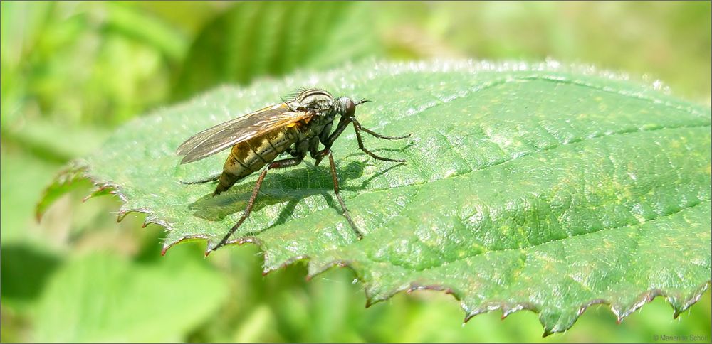 Tanzfliege beim Rüssel putzen... Foto & Bild | makro, natur, fliegen ...