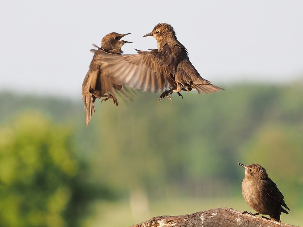 Tanz.Wettbewerb. Foto & Bild | tiere, wildlife, wild lebende vögel ...