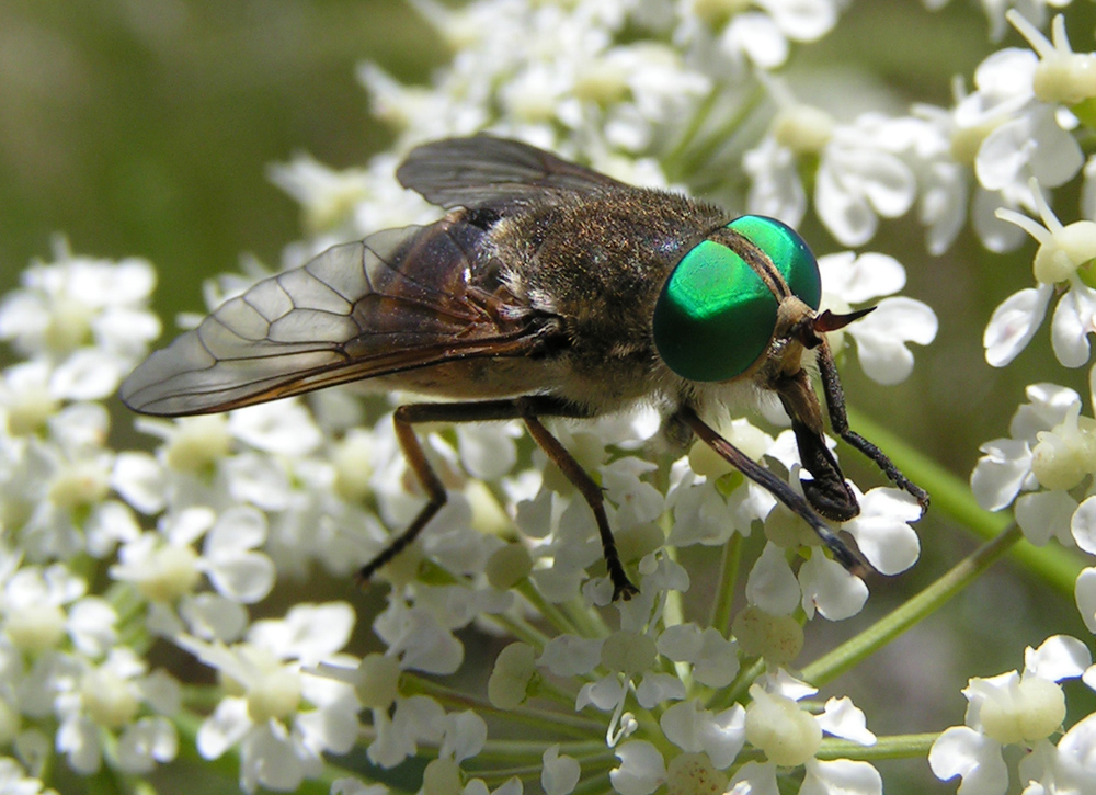 Taon des boeufs photo et image | macro nature, macro insectes, nature ...