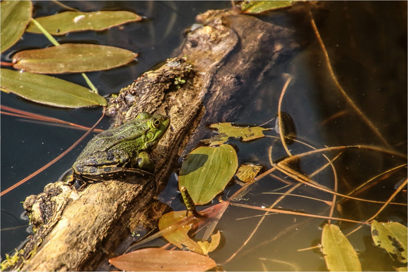 Tapfer... Foto & Bild | mai, world, licht Bilder auf fotocommunity