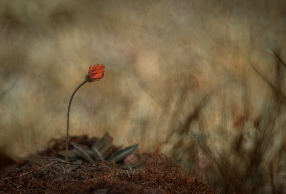 tapfer Foto & Bild | techniken, natur-kreativ, aufnahmetechniken Bilder ...