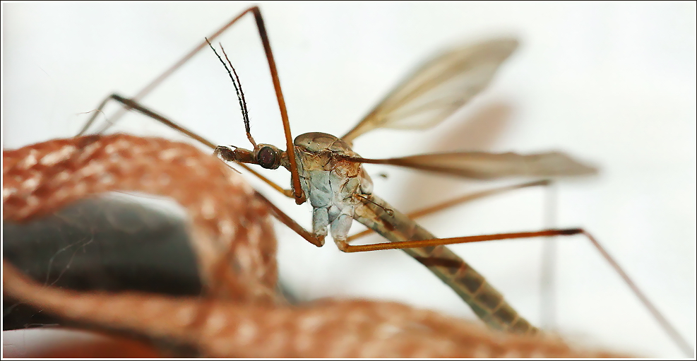 Tapferes Schneiderlein* Foto & Bild | tiere, wildlife, insekten Bilder ...