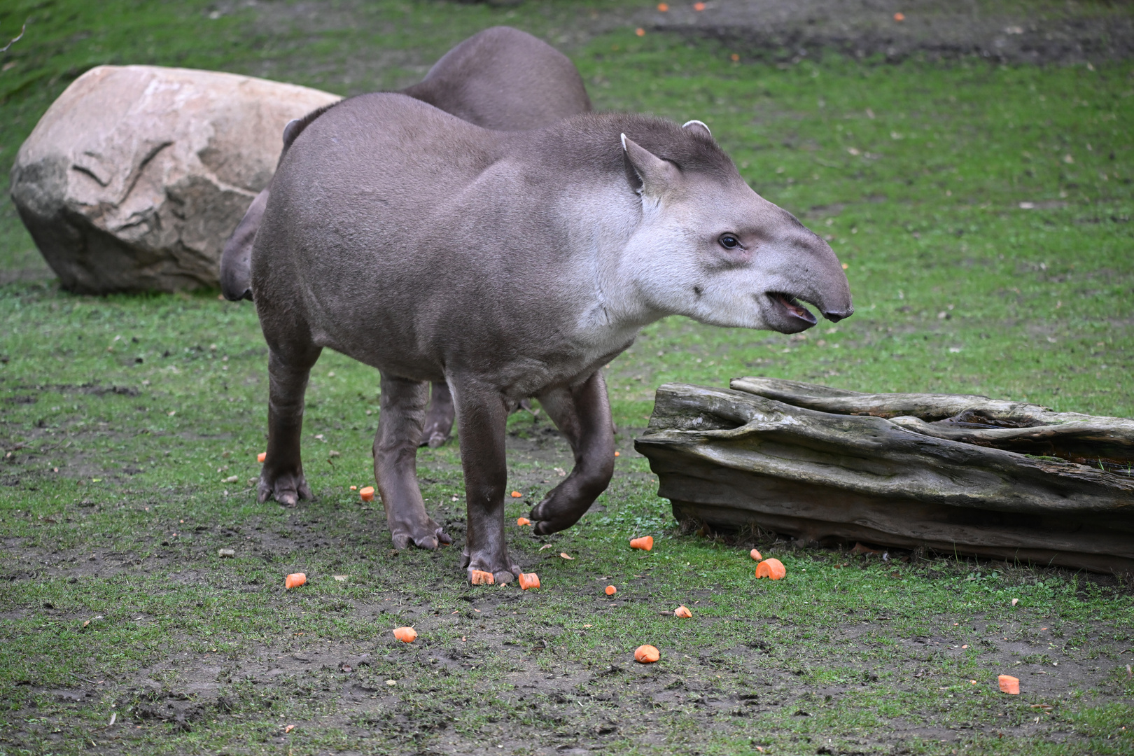 Tapir Foto & Bild | fotos, nikon, photography Bilder auf fotocommunity