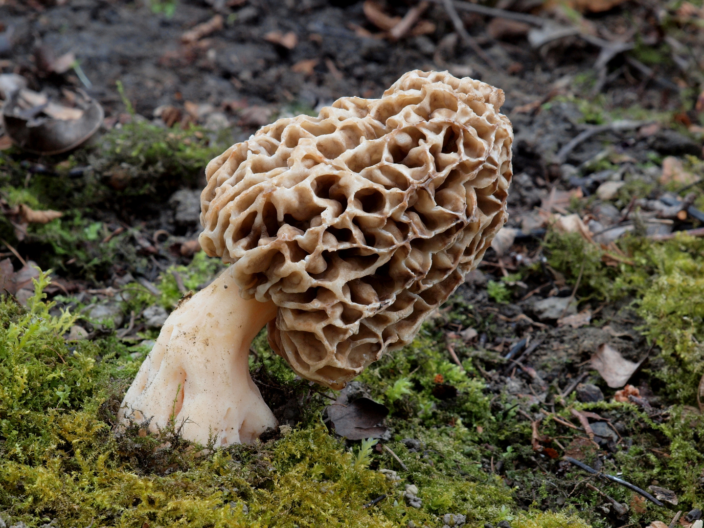 Tara - die Morcheln sind da! Foto & Bild | natur, pilz, pilze Bilder ...